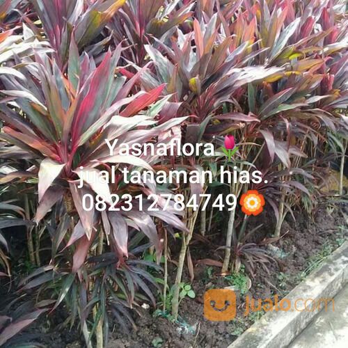 Hanjuang Merah 081292127731 di Kota Tangerang, Banten | Jualo.com