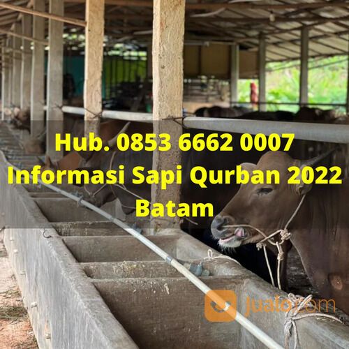 Hub. 0853 6662 0007, Info Sapi Qurban 2022 2023 Batam di Kota Batam, Kep. Riau | Jualo.com