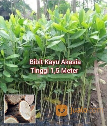 Bibit Kayu Akasia Tinggi 1,5 Meter di Kab. Ogan Ilir, Sumatera Selatan ...