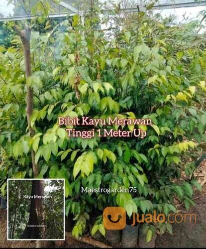 Merawan Bibit Pohon Tinggi 1 Meter an di Kab. Ogan Ilir, Sumatera ...